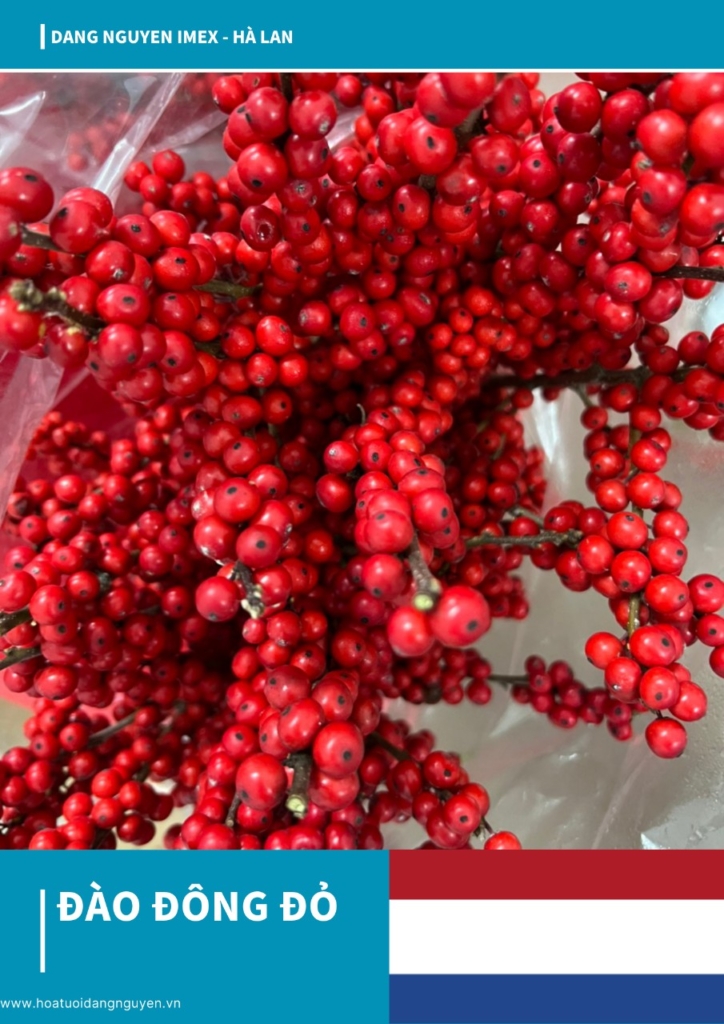 ĐÀO ĐÔNG ĐỎ - Hoa tươi Đăng Nguyên