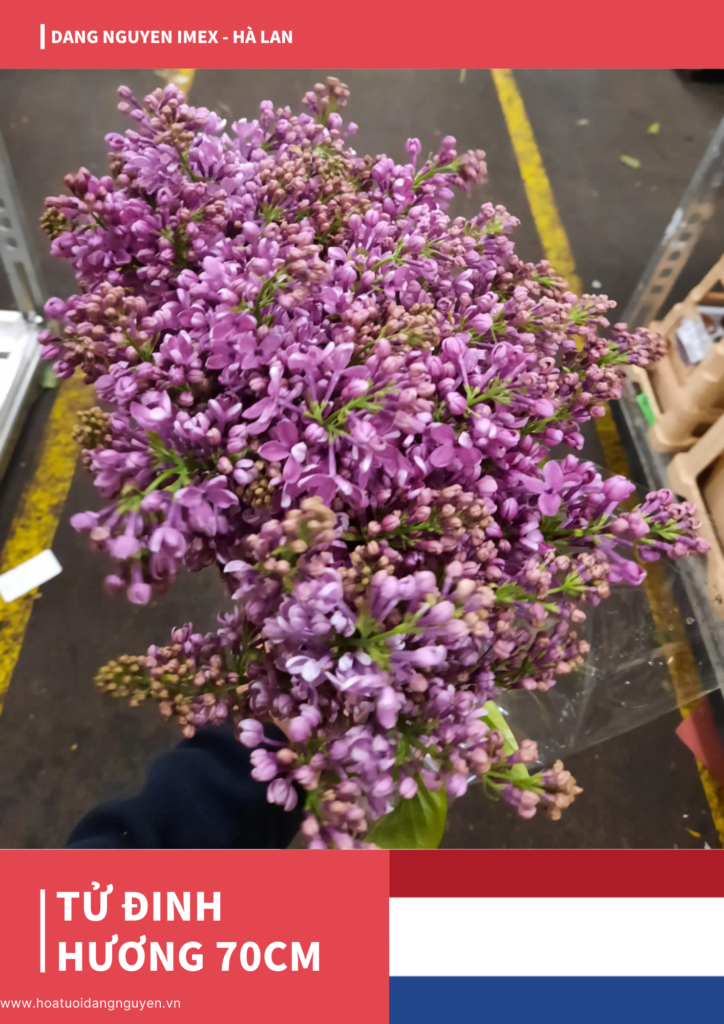 LILAC - Hoa tươi Đăng Nguyên