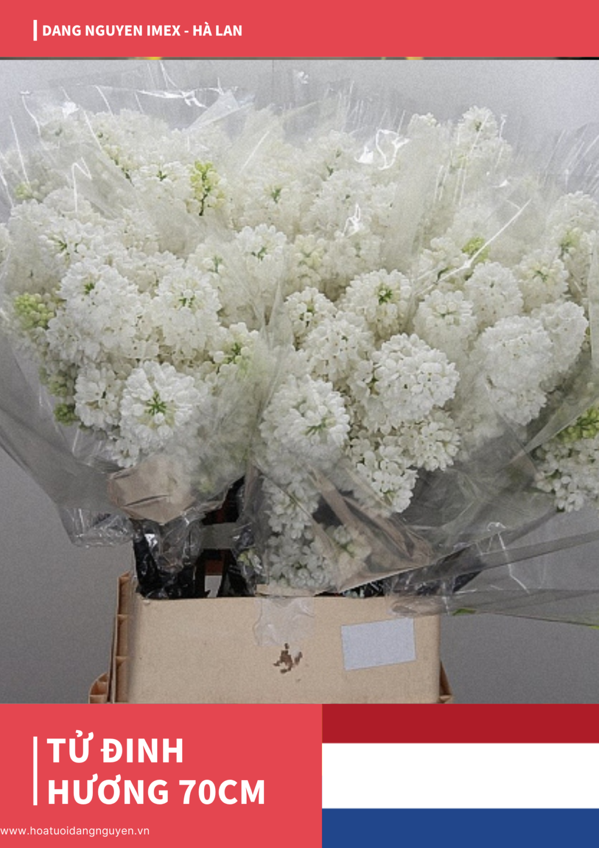 LILAC - Hoa tươi Đăng Nguyên