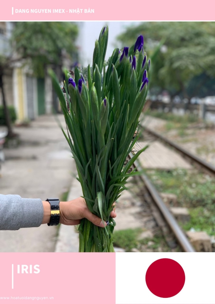 IRIS - Hoa tươi Đăng Nguyên