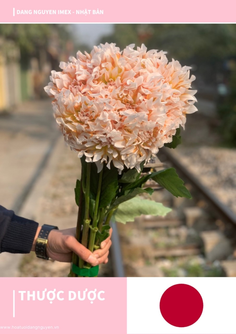 ASEBI - Hoa tươi Đăng Nguyên