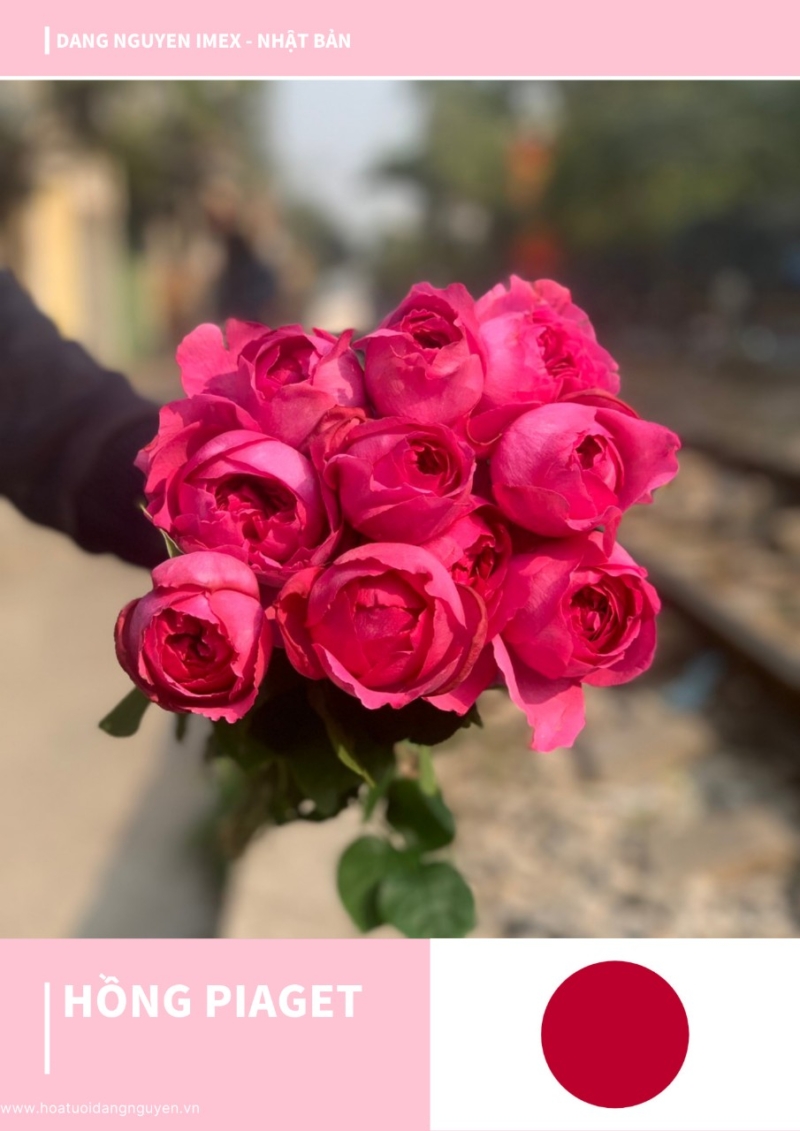 ASEBI - Hoa tươi Đăng Nguyên