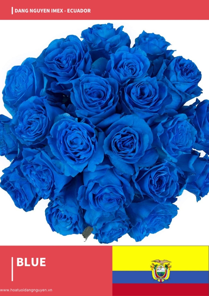 BLUE ROSE ECUADOR - Hoa tươi Đăng Nguyên