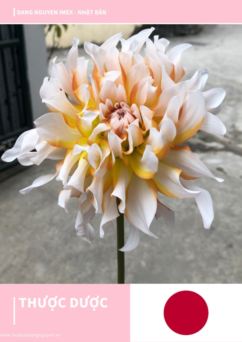 THƯỢC DƯỢC - Hoa tươi Đăng Nguyên