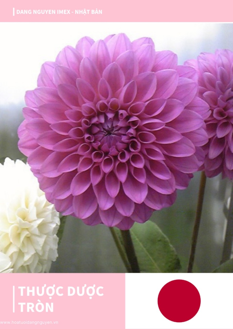 THƯỢC DƯỢC TRÒN - Hoa tươi Đăng Nguyên