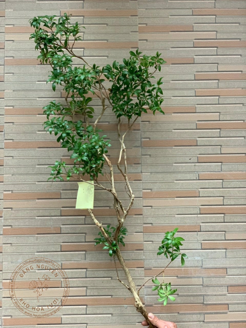 ASEBI - Hoa tươi Đăng Nguyên