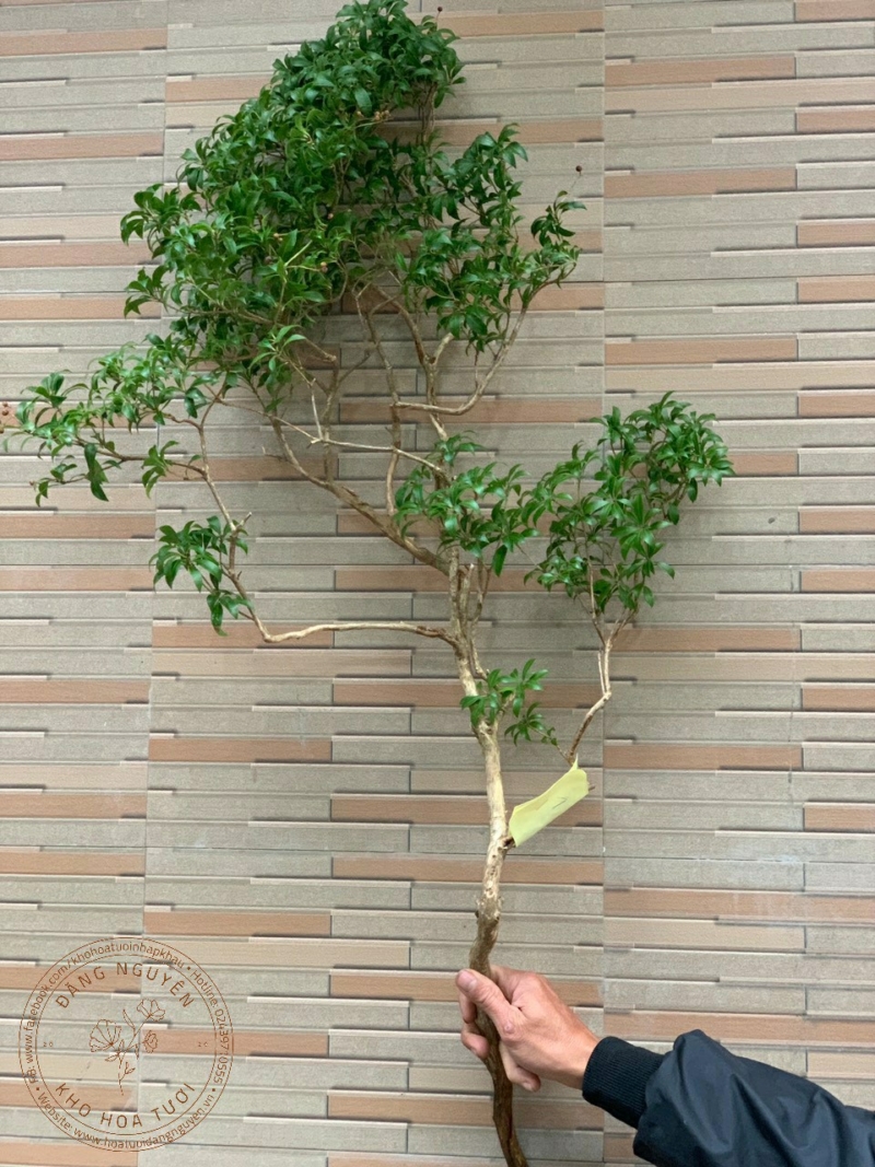 ASEBI - Hoa tươi Đăng Nguyên