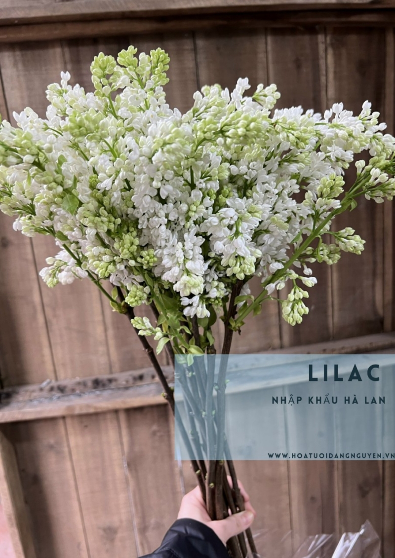 LILAC - Hoa tươi Đăng Nguyên