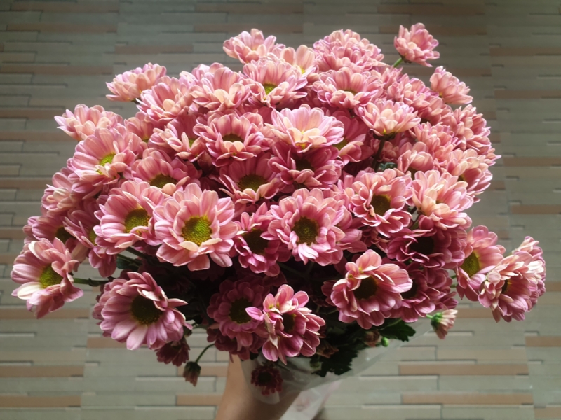 Cúc Rossi - Hoa tươi Đăng Nguyên