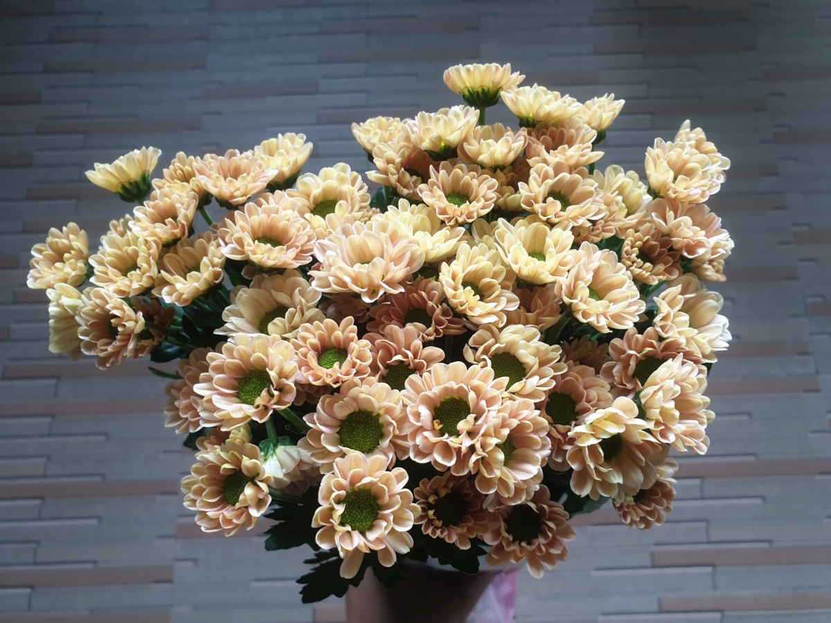 Cúc Rossi - Hoa tươi Đăng Nguyên