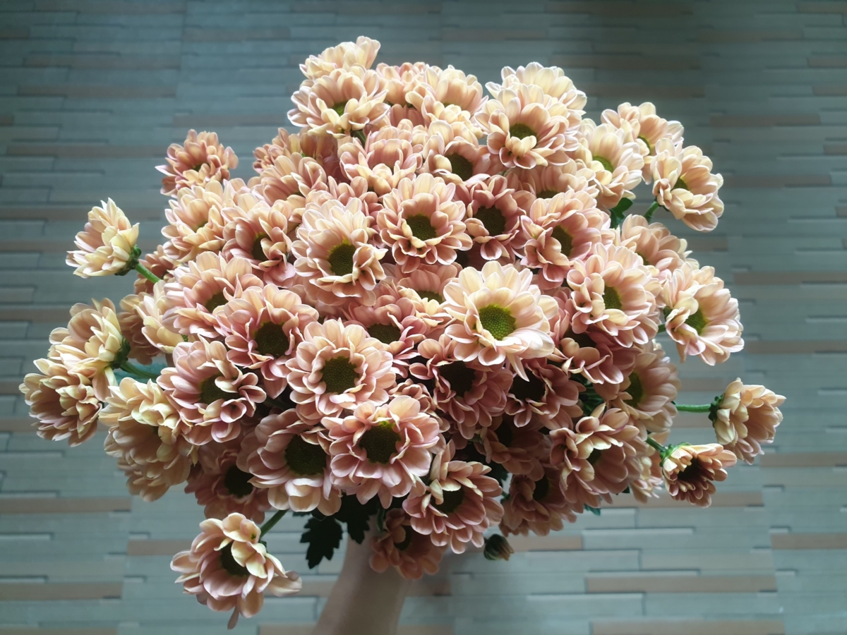 Cúc Rossi - Hoa tươi Đăng Nguyên